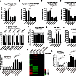 PYCARD-AS1 is a negative regulator of PYCARD.