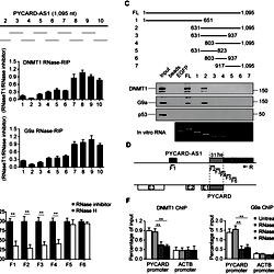 PYCARD-AS1 epigenetically silences PYCARD via two separated regions.