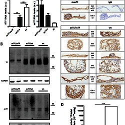 Expression and activity of asTF.