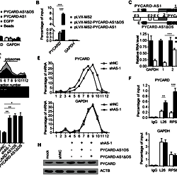 PYCARD-AS1 suppresses PYCARD translation.