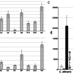 Adherence of commercial and control yeast strains to plastic and catheters.