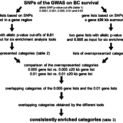 Flow chart of the pathway enrichment analysis of the GWAS on BC survival.