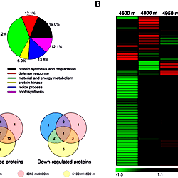 Comparative proteomics analyses results of four samples from different ...