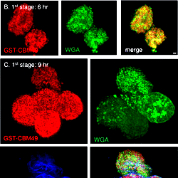 During the first stage of encystation, SIM showed Jonah(1)-GFP and ...