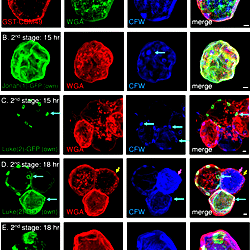 During the second stage of encystation, SIM showed a primordial cyst ...