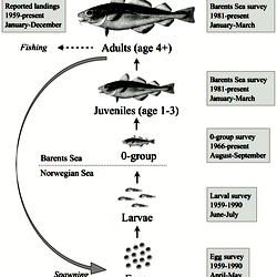 Schematic illustration of the NEA cod life cycle and available ...