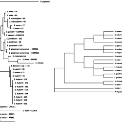 ML and MP trees based on D8 sequences rDNA.