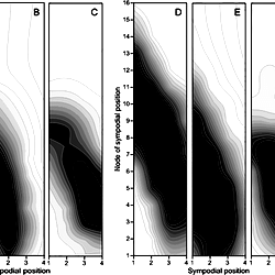 Fraction of squares of the different planting patterns at 75 DAS in ...