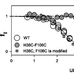 Effect of the SS-bond on apomyoglobin molten globule state stability.