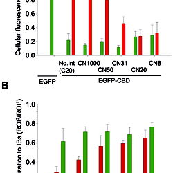 Region of interest (ROI) analysis of microscopic images.