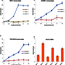 PR regulation of specific transcript variants.
