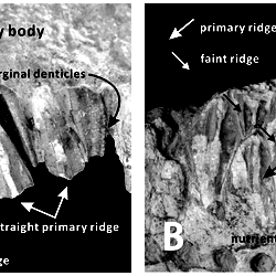 Maxillary and dentary teeth of Zhanghenglong yangchengensis.