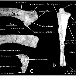 Scapula and ulna of Zhanghenglong yangchengensis.