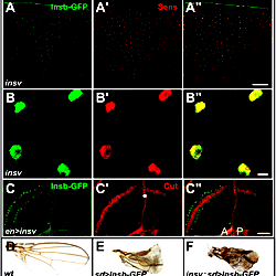 Insv and Insb may act independently of one another.