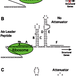 Attenuation mechanism for the regulation of the histidine biosynthetic ...