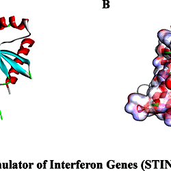 The molecular structure of STING.