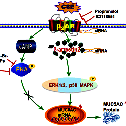 Schematic of the β2-AR signaling pathway involved in CS-induced upregulation of MUC5AC ...