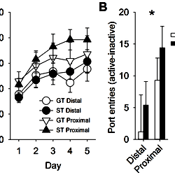 Proximal auditory stimuli (either tone or white noise) are more ...