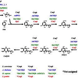 The proposed CoQ biosynthesis pathway in S. cerevisiae, S. pombe ...
