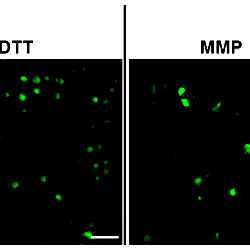 The cell viability staining on day 1 (A) and 14 (B) of the culture.