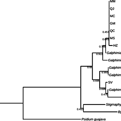 Bootstrap consensus tree generated by the Neighbor-joining method for ...