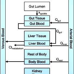 Diagram of the PBTK model in the httk R package.