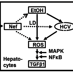 Schematic presentation of Nef role.