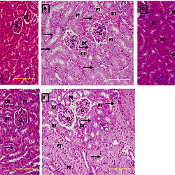 Histology of the kidney after H & E staining in normal mice 4 weeks ...