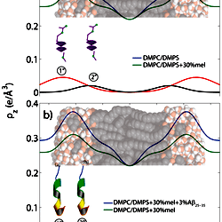 Electron densities for the a) DMPC/DMPS, b) DMPC/DMPS +30 mol ...