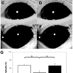 Video images of pupils recorded from rats.