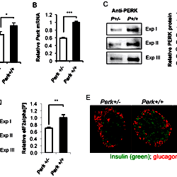 Modulation of Perk dosage using Perk+/− mice impacted glucose homeostasis.