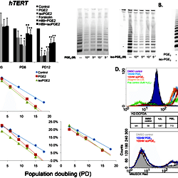 PGE2 and iso-PGE2 inhibit telomerase activity while increasing ...