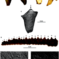 Overview of ceratopsid teeth.
