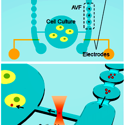 Scheme by which single virus infection of a specific single cell is ...