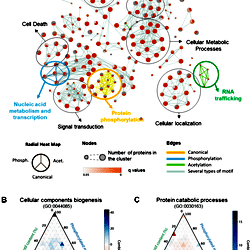 Enrichment of proteins with KFERQ-like motifs in biological processes.