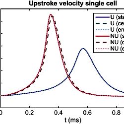 The upstroke velocity is larger for the NU case than for the U case ...