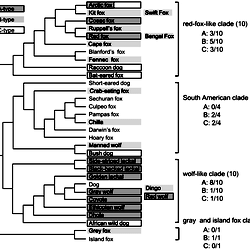 Relationship between the facial color type and phylogeny of canid species.