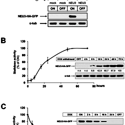 Characterization of the inducible expression cell model HeLa tTA2 NEU3 ...