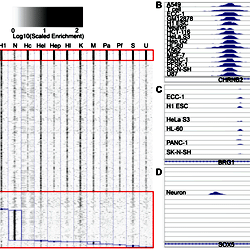 Heatmap of ChIP-seq read density across REST peaks.