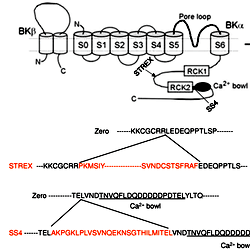 Location and amino acid sequences of ZERO and STREX splice variants of ...