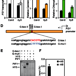 HY5 is a positive regulator of carotenoid and chlorophyll biosynthesis ...