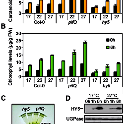 Photosynthetic pigment accumulation is temperature sensitive and ...