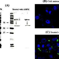 AMPK expression in MLTC-1 cells.