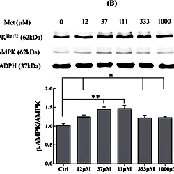 FLX enhances AMPK phosphorylation in MLTC-1 cells.