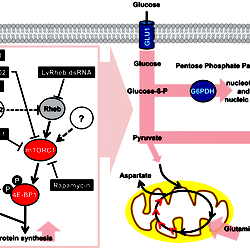 Schematic representation of the WSSV-induced Warburg effect and the ...