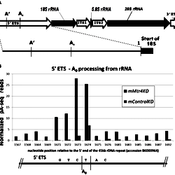 Adenylated 5′ETS transcripts accumulate in mMtr4KD.