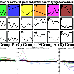 Significantly temporal patterns in the wound healing process.