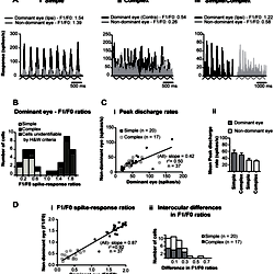 Differentiating between simple and complex cells.