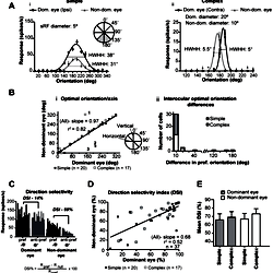 Orientation and direction selectivity.