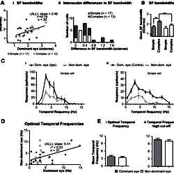Spatial frequency cut-offs and temporal frequency tuning.